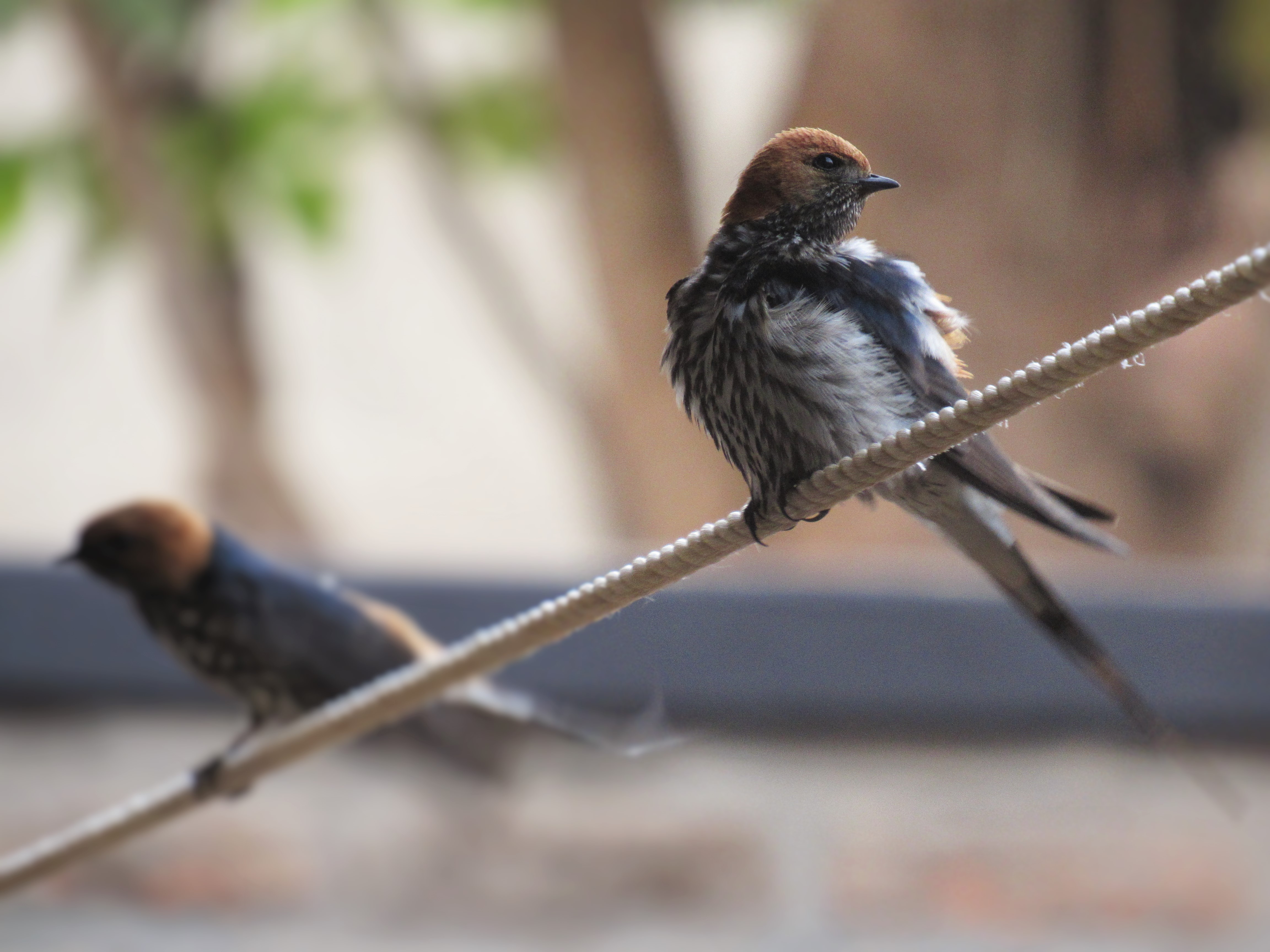 Gatsibo Sector – Tim the Nomad